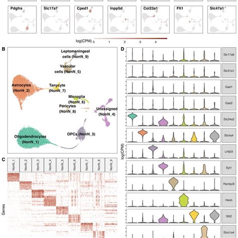 Classification Of Non Neuronal Cell Types A Normalized Expression