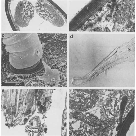 Fig E F G Histological Sections Fig E Cross Section Of Rear Head