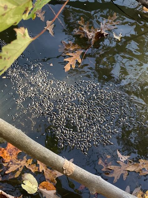 Lots Of Little Gray Bugs Rwhatsthisbug