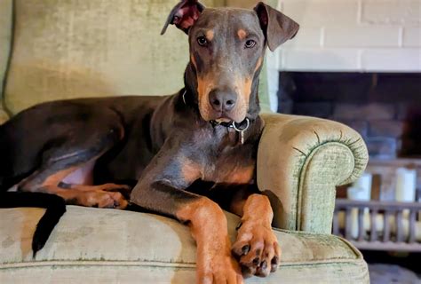 Understanding Blue Doberman Syndrome Pethelpful Pyoderma Dog Home