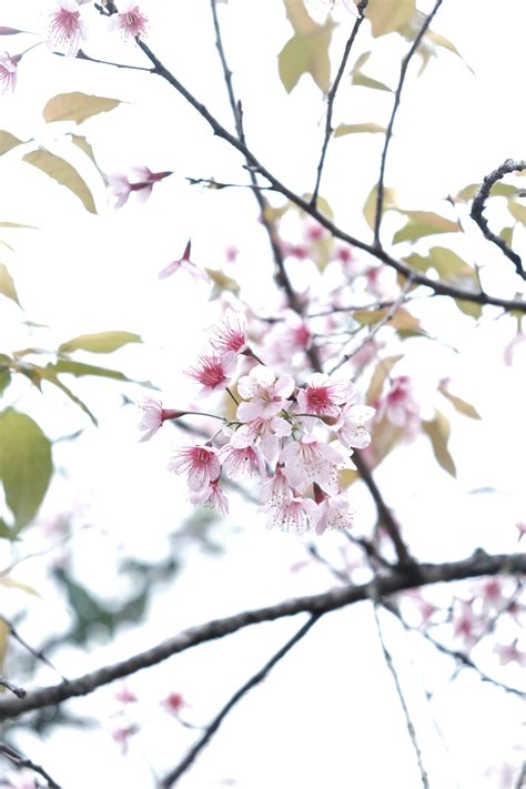 4월 가지 계절 계절 꽃 꽃 꽃 사진 꽃이 만개한 꽃이 만발한 나무 꽃잎 나뭇잎 매크로 벚꽃 봄 봄 기간 봄의 꽃 섬세한 소프트 포커스 식물