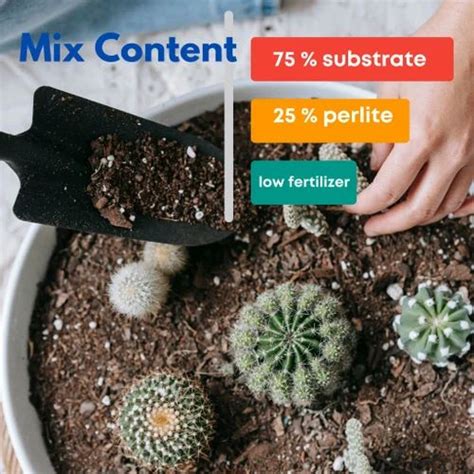 Purity Originals Succulent Potting Soil At Rs 99 Osmanabad Id