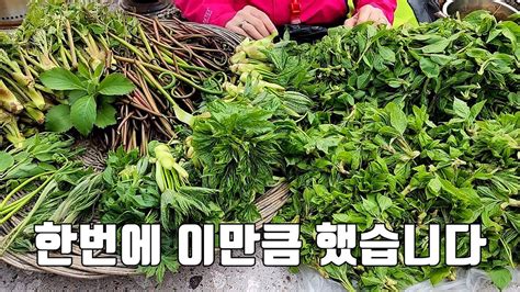 야생 두릅산행 하루만에 산나물 백화점 차린 젊은 할머니 Country Life 봄철 봄나물 두릅 엄나무순 다래순 오가피순 고비 고사리 잔대 우산나물 으아리