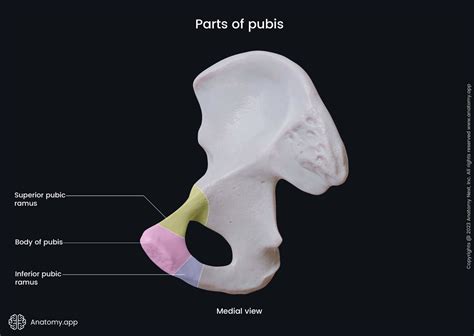 Pubic Bone Anatomyapp