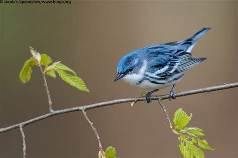 Cerulean Warbler 18