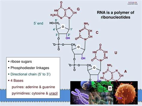 Rna Types And Functions Pptx