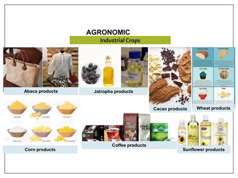 1 Botanical Classificationppt Agriculture Industries