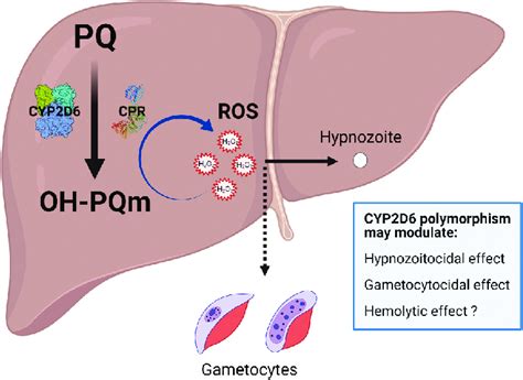 Mode Of Action Of Primaquine And The Effects Of Cyp2d6 Polymorphism Download Scientific