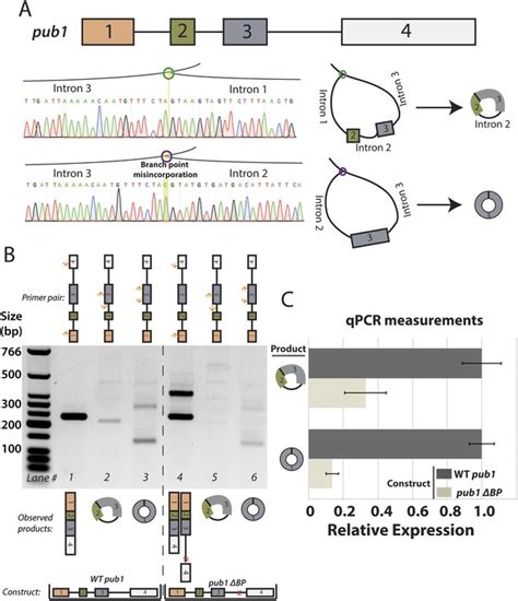 figures and data in circular rna biogenesis can proceed through an exon