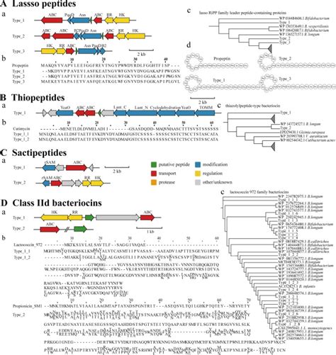 Bifidobacterium Longum Subsp Infantis As Widespread Bacteriocin Gene Clusters Carrier Stands
