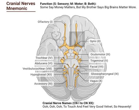 Cranial Nerves Anatomy Names Functions And Mnemonics Cranial Nerves Mnemonics To Help You Pass