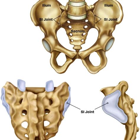 Anatomical Rendering Of The Sacroiliac Joint Shown In Anterior Top