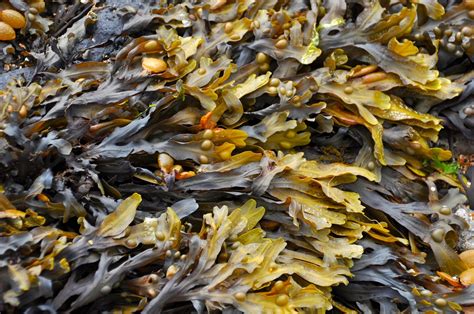 2000 Free Seaweed Png And Png Images Pixabay