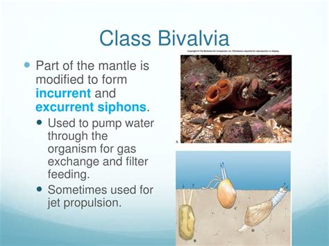 Ppt Molluscs Powerpoint Presentation Free Download Id 4850353