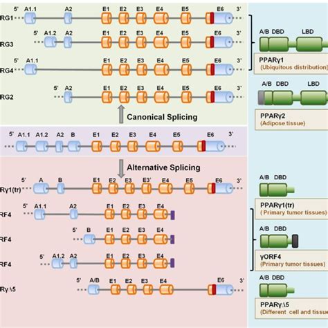 schematic illustration of canonical and alternative spliced transcripts