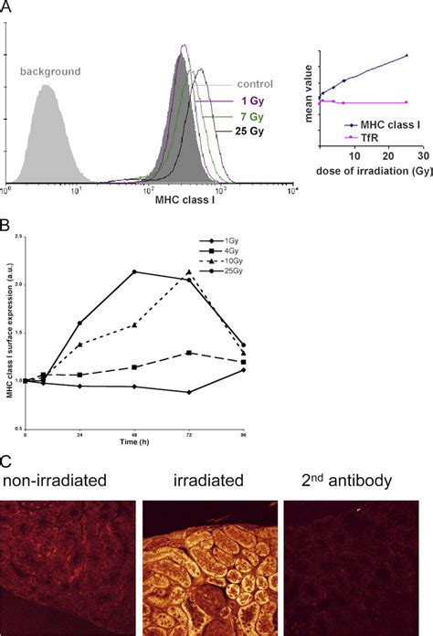 Ionizing Radiation Increases The Expression Of Peptide Mhc Class I