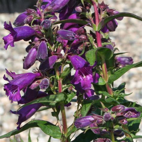 Penstemon Midnight Buy Online At