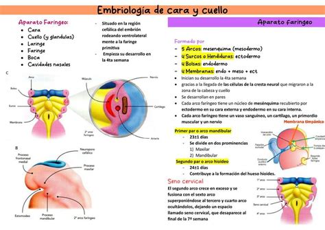 Embriología De Cara Y Cuello Sophia Sinatra Udocz