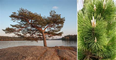 10 Best Trees In Central Florida For Landscapes Gardens