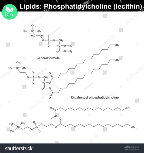 Lecithin Molecular Structure Chemical Formulas Lipids Stock Illustration 428852314 Shutterstock