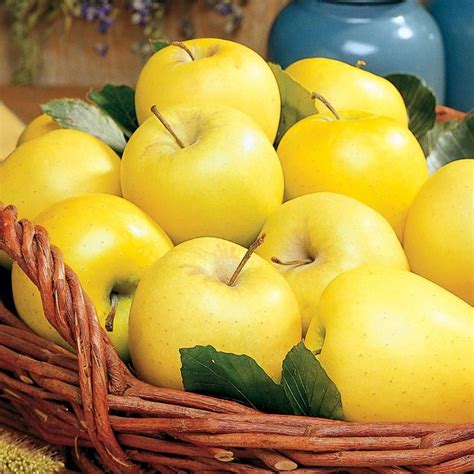 Are Golden Delicious Apples Sweet At Carolyn Bey Blog