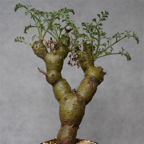 Pelargonium Crithmifolium Lifestyle Seeds