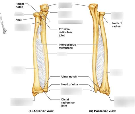 A480 Appendicular Skeleton Radius And Ulna Diagram Quizlet