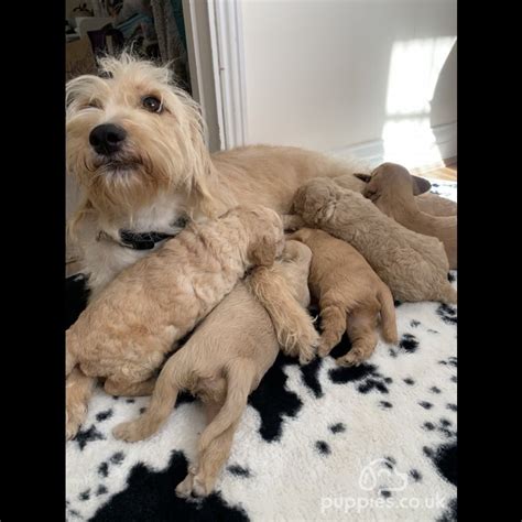 Cockapoo Sale Worthing West Sussex Cockappo Puppies