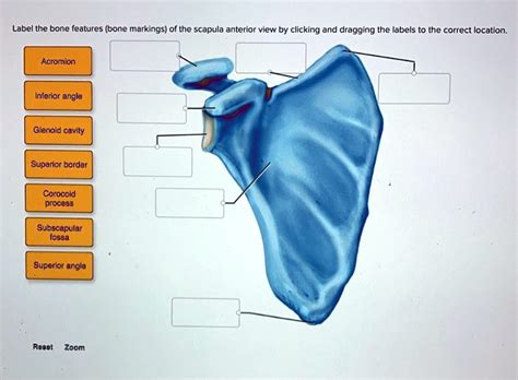 Label The Bone Features Bone Markings Of The Scapula Anterior View By Clicking And Dragging