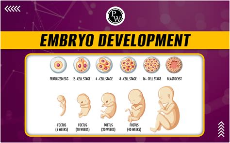 Embryo Development Monocots And Dicots Plants Embryogenesis