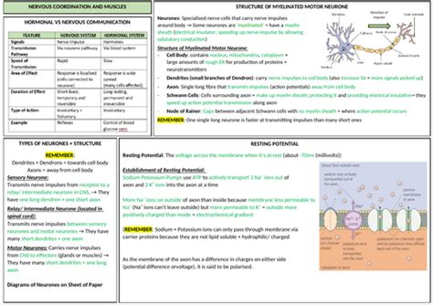 Aqa A Level Biology Nervous Coordination And Muscles Revision Teaching Resources