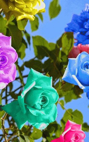 Bonitas Rosas Animadas Imagenes De Flores Disenos De Uñas