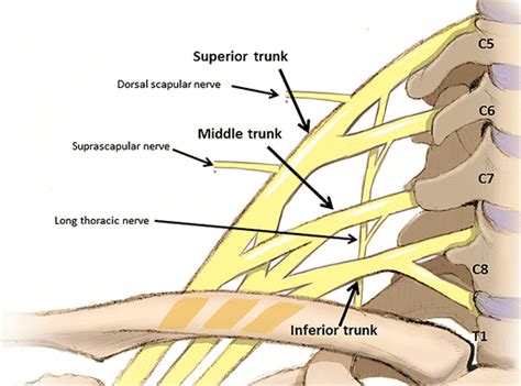 Thoracic Plexus