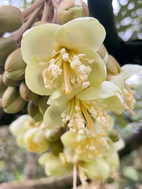 Beautiful Durian Flowers Thực Vật Trái Cây Thiết Kế