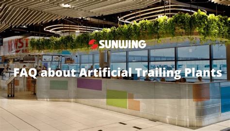 Faq About Artificial Trailing Plants Sunwing
