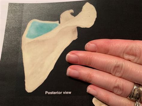 Bones Lab Class Flashcards Quizlet