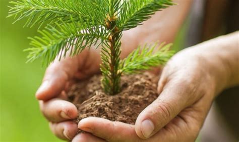 ხე მცველები რა უნდა დავრგოთ სახლთან ახლოს რათა ოჯახში იყოს სიმშვიდე და კეთილდღეობა