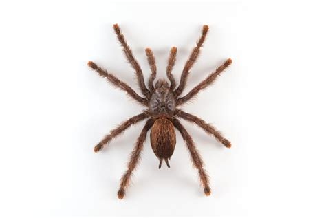 Capturing Insect Detail In Studio