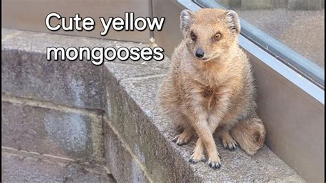 Cute Yellow Mongooses Cynictis Penicillata Youtube