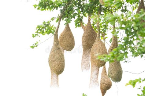 Bird Nest At Tree Branch Stock Photo Image Of Weave 60921170