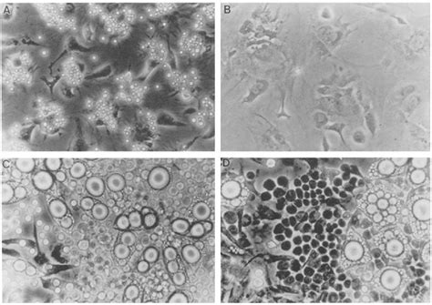 Figure 6 From Evidence For A Role Of The Integrin Vla 4 In Lympho