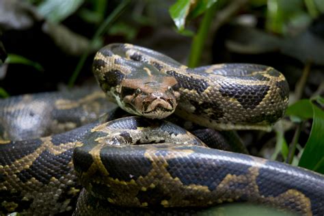 15 Foot Invasive Pythons Are Moving North From Florida — Best Life
