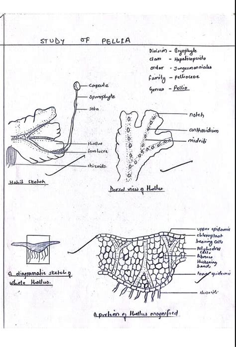 Study Of Pellia Bryophyte Diagram Structure And Comments All Bachelor