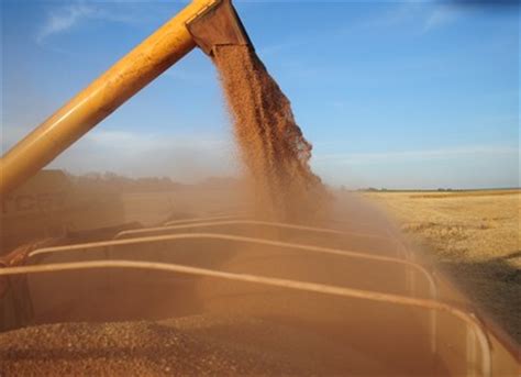 Usda Deve Reduzir Estoque Final De Soja E Elevar O De Trigo E Milho