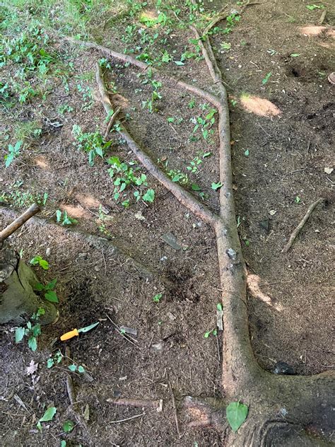 Dont All Plants Inherently Have Geotropism Why Would These Roots Grow