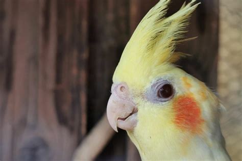 Noisy Or Loud Cockatiel Reasons And What To Do