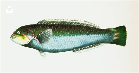 노란색과 은색 물고기 3 마리 사진 Unsplash의 무료 그림 이미지