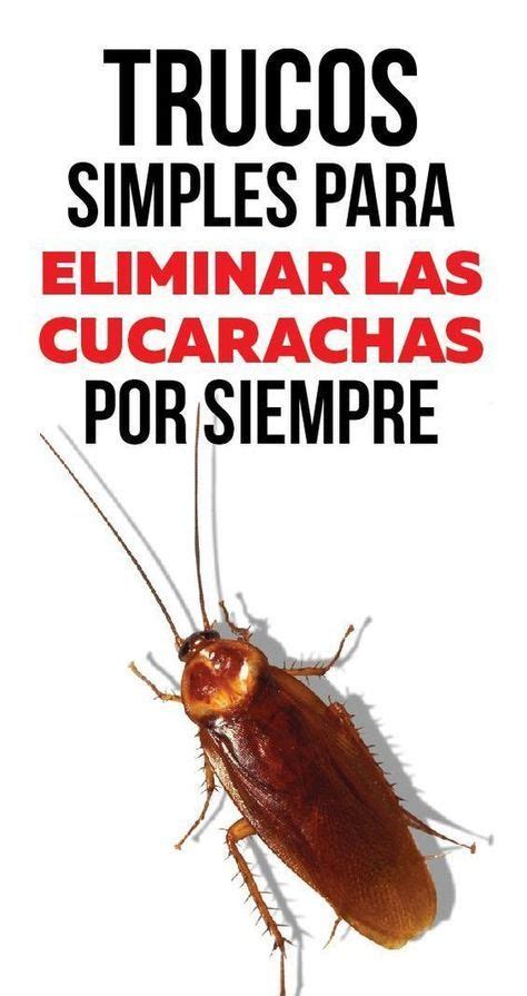 Extermina Las Cucarachas De Tu Hogar Desde Ya Con Estos Remedios