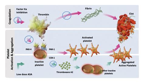 Synergy of dual pathway inhibition on platelet activation. Combining... | Download Scientific ...