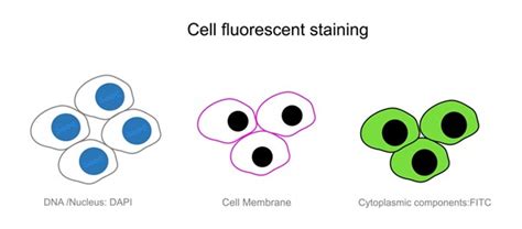 Cell Staining Definition Principles Protocols Dyes And Uses Probes Boc Sciences